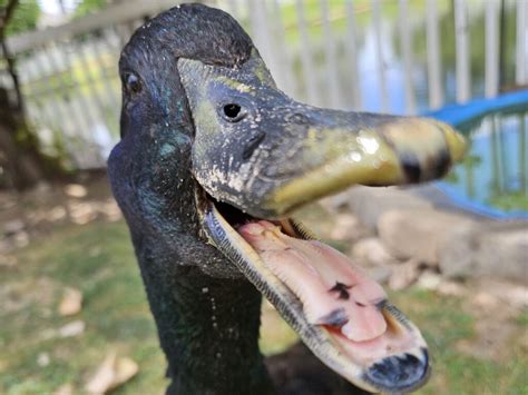 Duck Quacking Explained