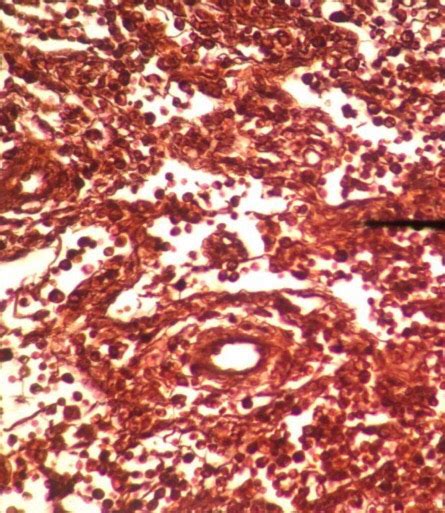 Microscopic Tissues Flashcards Memorang