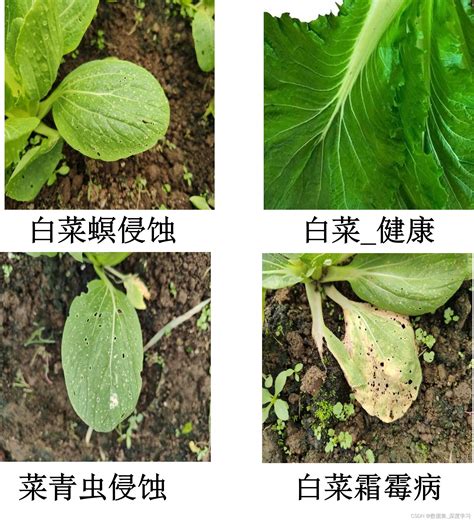 白菜叶部病虫害数据集白菜病虫害数据集 Csdn博客