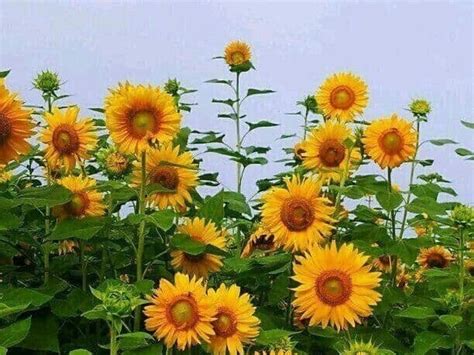 62년 범띠 여자친목방 Band