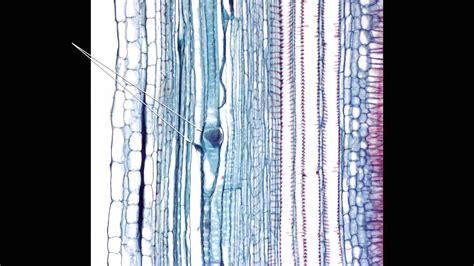 Longitudinal Section Of A Stem