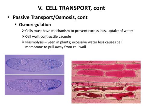 Unit Iii Cell Structure And Function Ppt Download