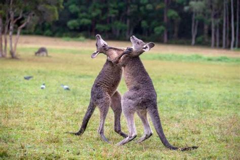 How Strong Are Jacked Kangaroos Strength Comparison
