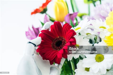 아름 다운 붉은 거 베라 꽃 흰색 절연을 유지 하는 로봇의 근접 보기 0명에 대한 스톡 사진 및 기타 이미지 0명 거베라데이지 꽃 나무 Istock