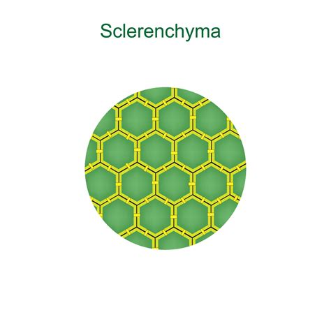 Sclerenchyma Plant Tissue With Tough Rigid Cells Providing Structural Support Found In Stems