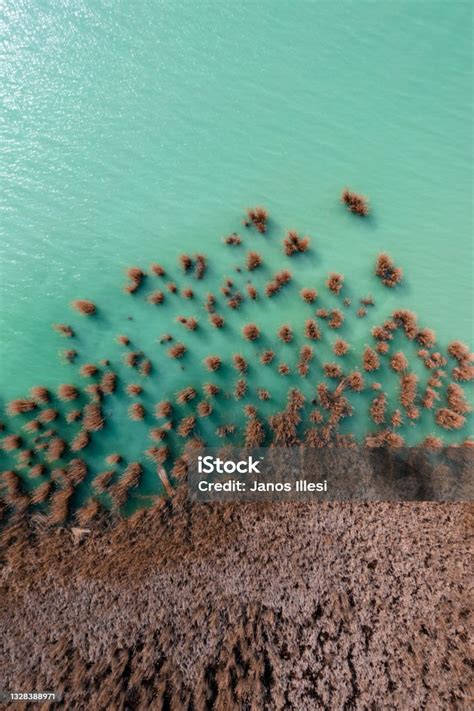 맑은 청록색 물로 아름다운 대두 형성에 대한 공중 보기 물에 대한 스톡 사진 및 기타 이미지 물 0명 갈대속 벼과