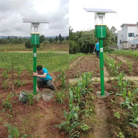比昂赤眼蜂 ，守护邻水5000亩玉米地 比昂科技