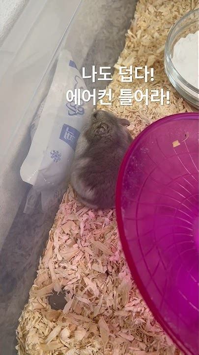 햄스터 귀여움 햄스터일상 여름나기 장마주 햄스터그램 햄스터집사 Youtube