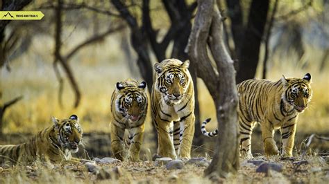 Ranthambore Wildlife Safari Tiger Safari And Beyond