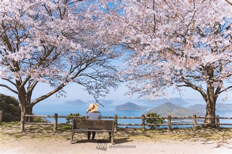 2年ぶりの紫雲出山の桜を見に行ってきまし 香川県三豊市 じゅん ウェザーニュース