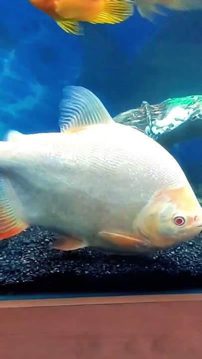 Monster Albino Pacu Fish Tank Mates 🔥 Fish Monstertank Pacu