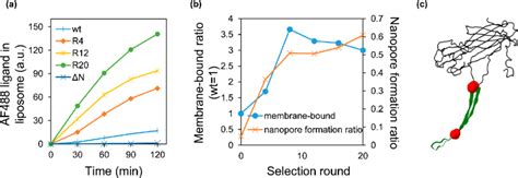 Evaluation Of The Obtained Alpha Hemolysin Mutant A Time Course Of