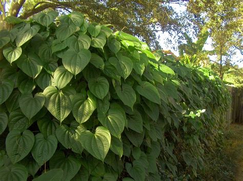 Dioscorea Batata A Fascinating Vine
