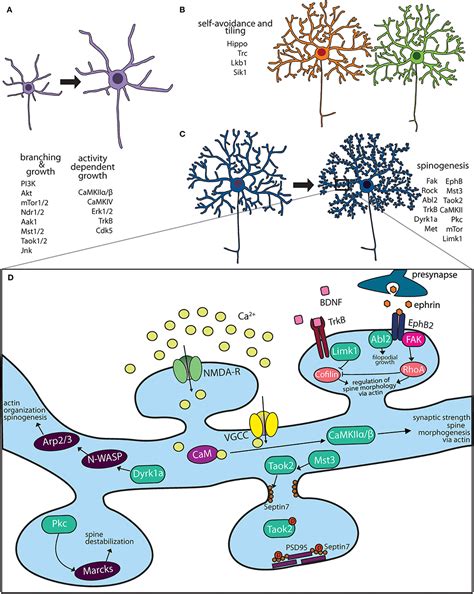 Frontiers Kinase Signaling In Dendritic Development And Disease