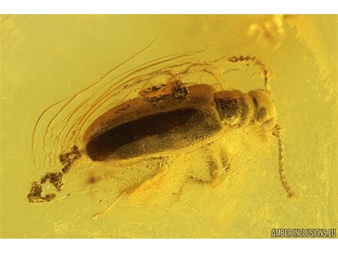 Antlike Leaf Beetle Aderidae With Coprolites Fossil Inclusions Baltic