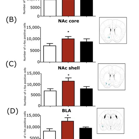 Stereological Parameters Determined For Each Structure Download