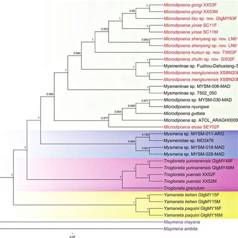 Tree Topology From Bayesian Analysis In Mrbayes V 327 Numerical