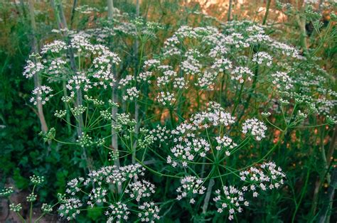 Anise Seeds The Plant Good Seed Company