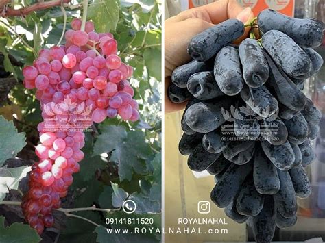 خرید ارقام نهال انگور وارداتی و ایرانی از بزرگترین تولید کننده نهال در
