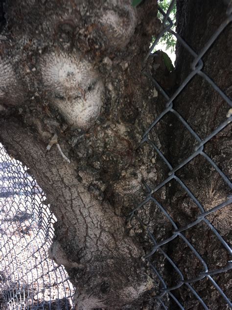 Tree Sucking On A Fence R TreesSuckingOnThings