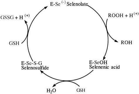 Glutathione Peroxidase Structure