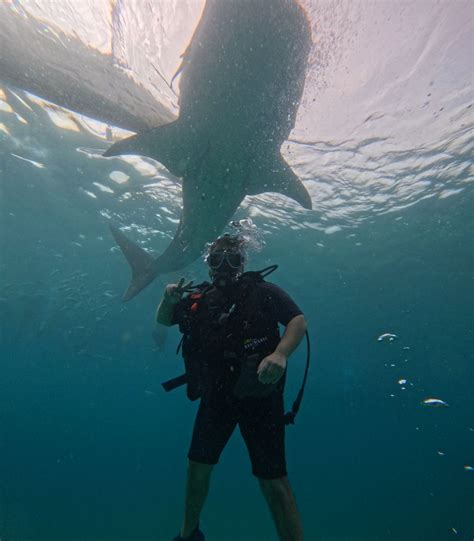 Vikram Mohan On Linkedin Vikingmarines Cebu Whalesharkswimming Teamwork