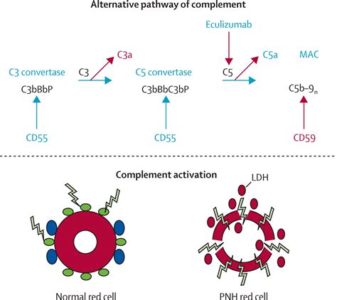 Eculizumab For Paroxysmal Nocturnal Haemoglobinuria The Lancet