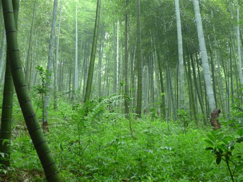 The Pandas Naturalized Habitat Is The Bamboo Forest