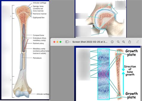 Bone Development Diagram Quizlet