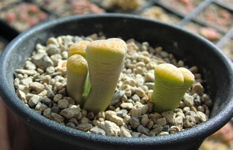 Lithops Stories Lithops Experiment Part 6 2 Pics