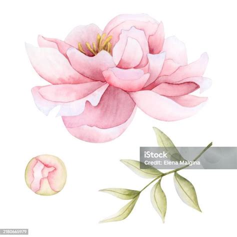 분홍색 모란 와 새싹 와 녹색 가지 와 잎 수채화 그림 세트 와 백색 절연 절연 벽 봄 결혼식 또는 플로리스트 디자인을위한 섬세한 정원 장미 꽃과 파스텔 꽃 인사말 카드