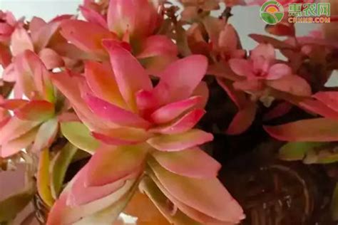 能长大的多肉品种 惠农网