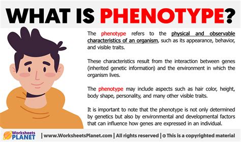 What Is Phenotype Definition Of Phenotype
