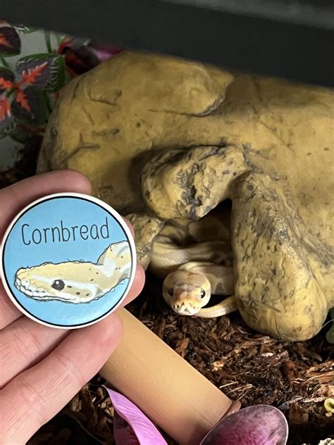 Cute Little Enclosure Name Plate For My Son Rballpython