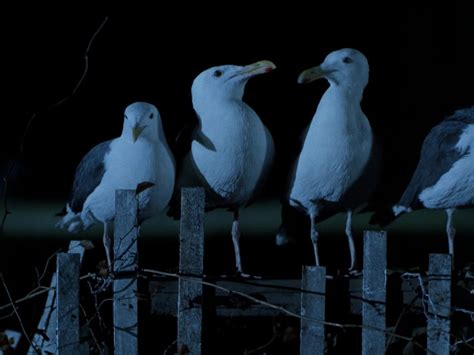 The Birds Ii Lands End From Vinegar Syndrome Takes Flight On Blu Ray