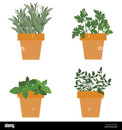Herbs In Pots Vector Stock Vector Images Alamy