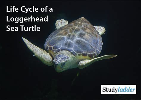 Life Cycle Of A Loggerhead Sea Turtle Studyladder Interactive