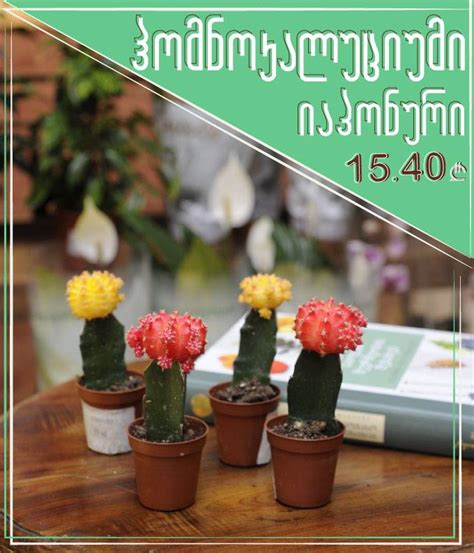 თუ ყვავილების მოყვარული ხარ მაშინ Biblusi • ბიბლუსი Facebook