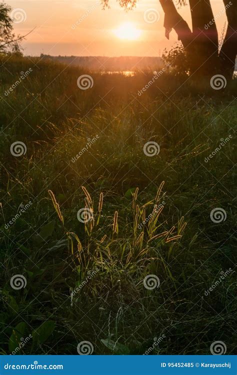 Phleum Pratense Plant Stock Image Image Of Nature Grass 95452485