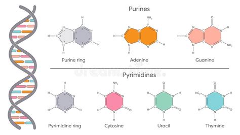 Nitrogenous Bases Of Dna And Rna Stock Vector Illustration Of Allele Bonds 370261621