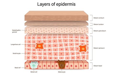 Endodermis Skin