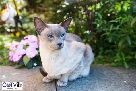 Cats With Round Ears Breed Do They Actually Exist