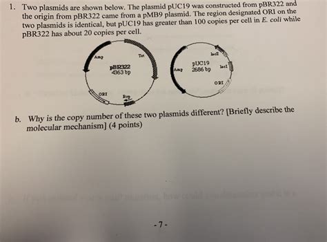 Solved 1 Two Plasmids Are Shown Below The Plasmid Puc19