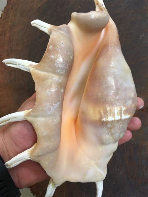Giant Spider Conch Sea Snail Shell Lambis Truncata Catawiki