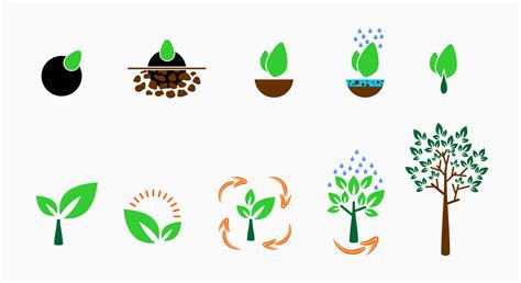 Seed Evolution Into Big Tree Plant Icon Concept Icon Plant Growth