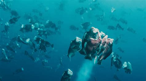 Palau Bumphead Spawning New Moon — Pearl Fleet Liveaboards