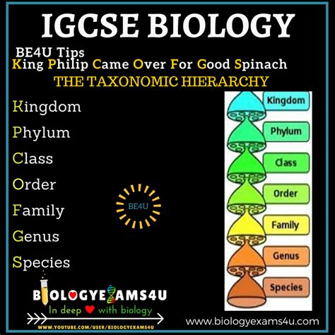 The Taxonomic Hierarchy With Examples Human Hierarchy Taxonomic Hierarchy Of Mango Wheat