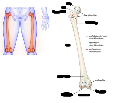 Femur Bone Diagram Quizlet
