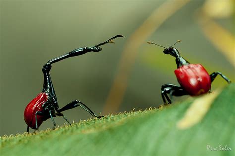 Giraffe Weevil Alchetron The Free Social Encyclopedia