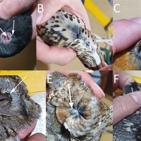 Photos Of Some Ticks Feeding On Birds Ixodes Spp Larva On Tu Merula